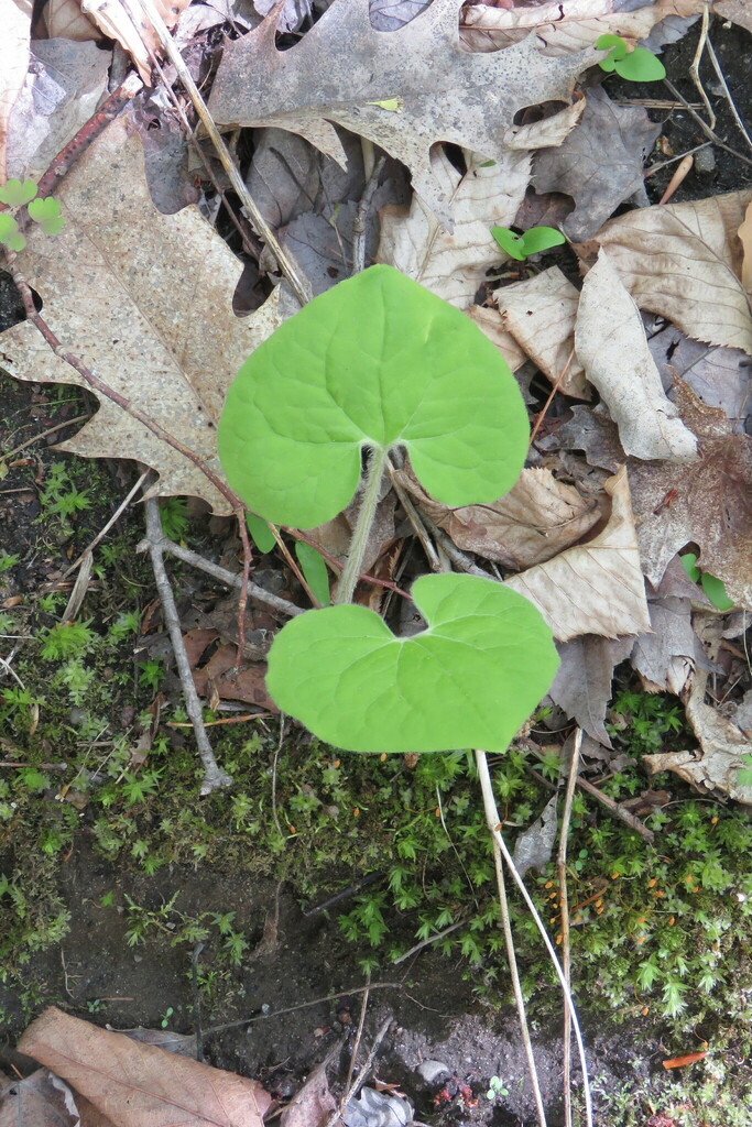 Canadian wild ginger from Colchester, VT 05446, USA on May 16, 2017 at ...