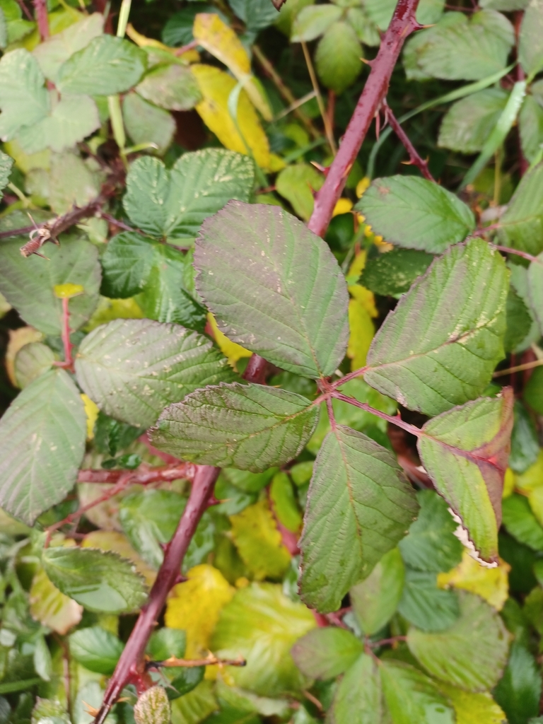 Himalayan Blackberry from Belfair, WA 98528, USA on November 5, 2023 at ...