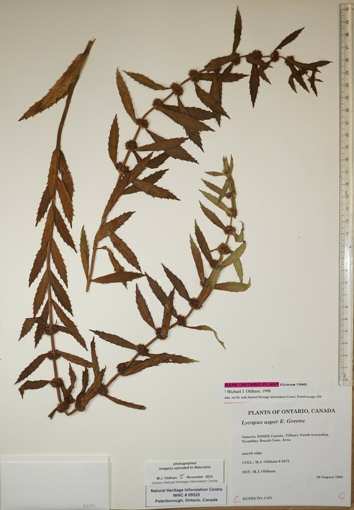 Rough Bugleweed from Canada, Ontario, ESSEX County, Tremblay Beach ...