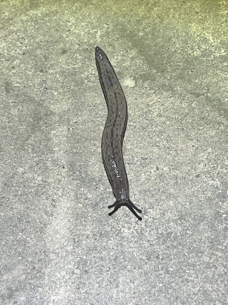 Chinese Slug from Dingyuan, Chuzhou, Anhui, CN on October 28, 2023 at ...