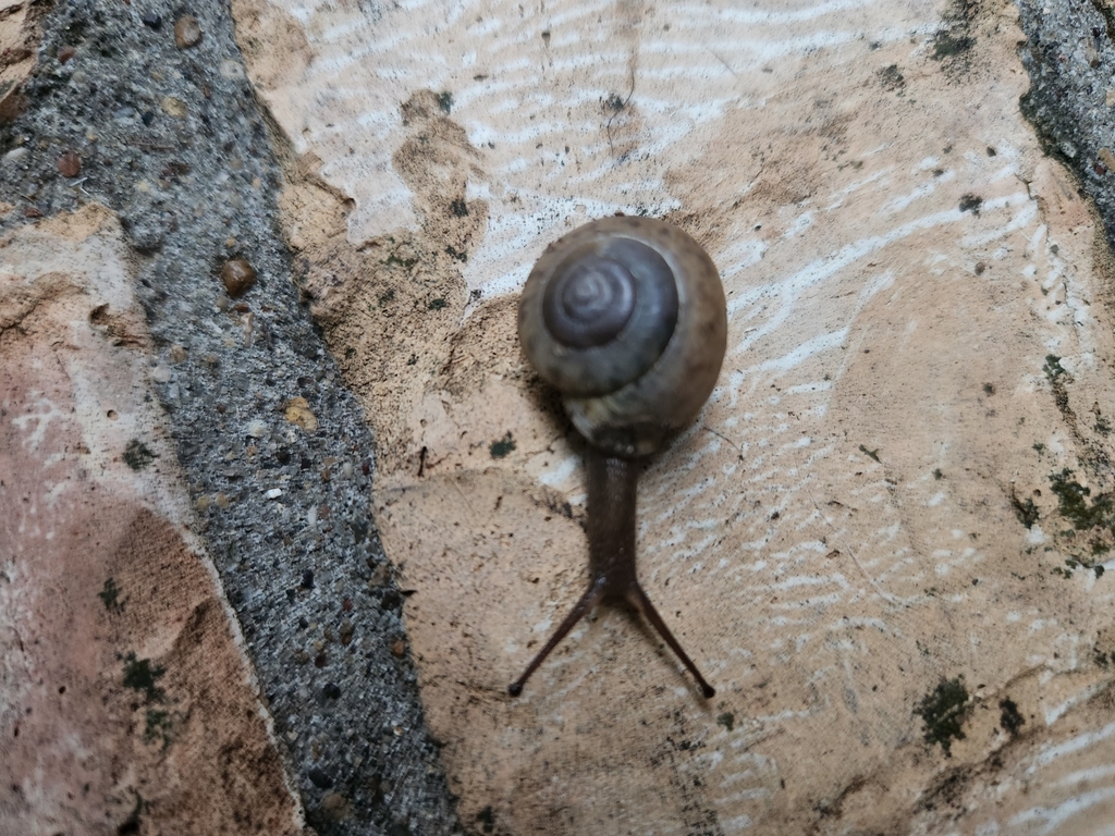 Common Land Snails and Slugs from North Richland Hills, TX 76180, USA ...