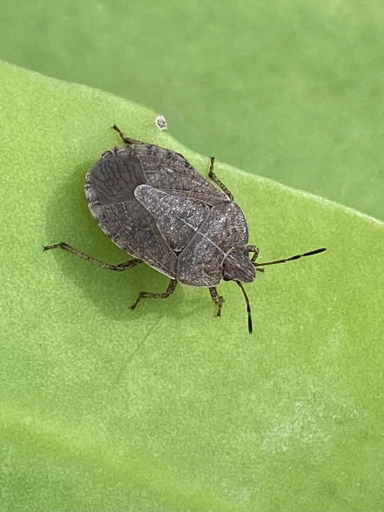 Elf Shoe Stink Bug from David Fort Rd, Argyle, TX, US on November 5 ...