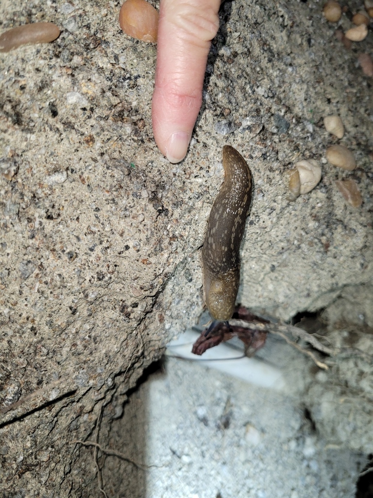 Yellow Cellar Slug from 2788 Rainbow Glen Rd, on October 31, 2023 by Cindy Myers. Don't see many ...