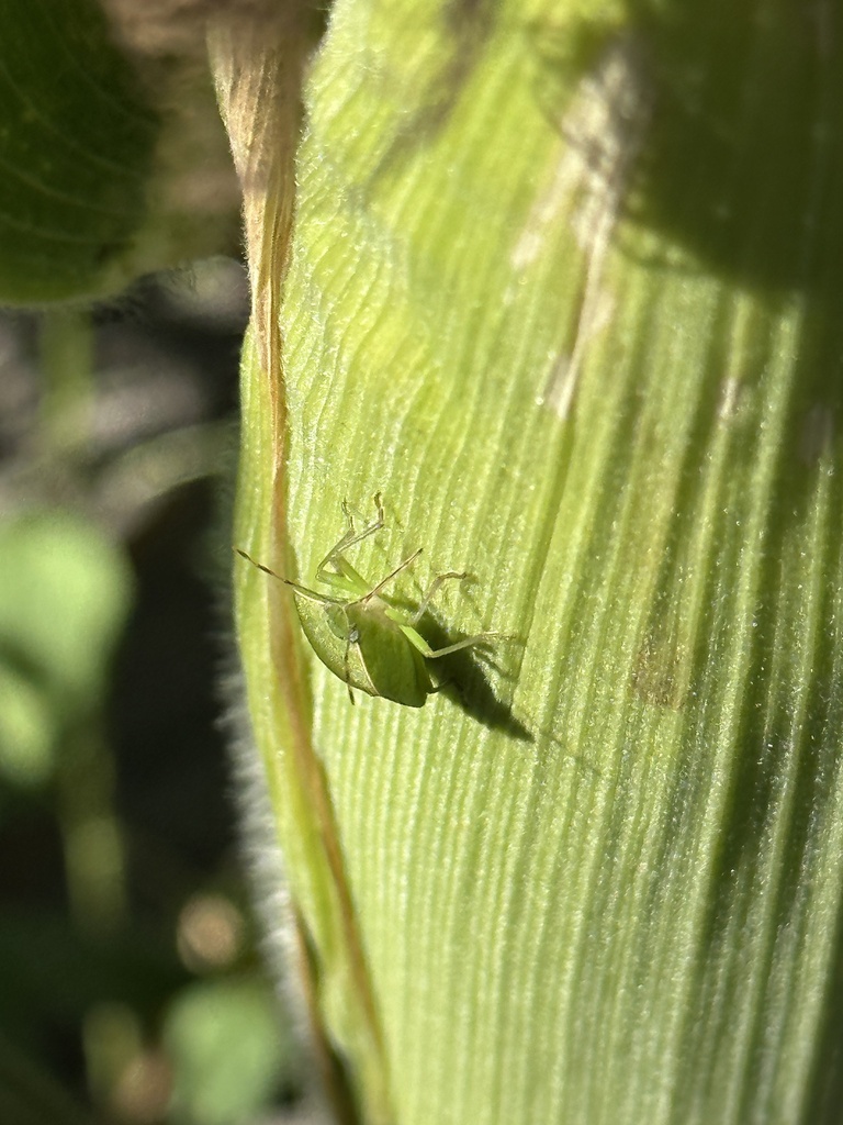 Southern Green Stink Bug from Wilmington, NC, US on November 5, 2023 at ...
