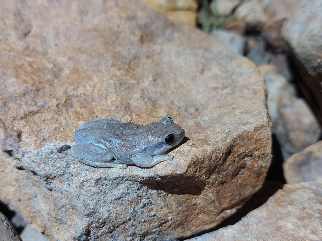 Desert Tree Frog from Nandi QLD 4405, Australia on November 5, 2023 at ...