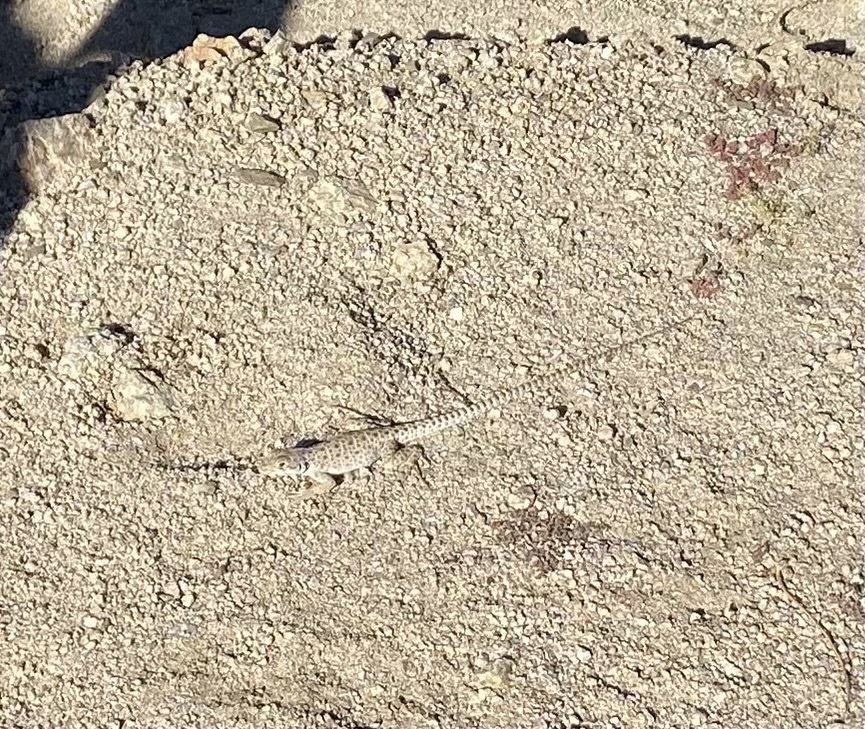 Long-nosed Leopard Lizard from Joshua Tree National Park, Indio, CA, US ...