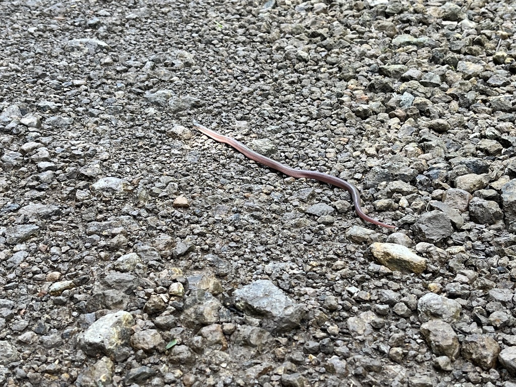 Blood Snake from Santa Rosa National Park, Liberia, Guanacaste, CR on ...