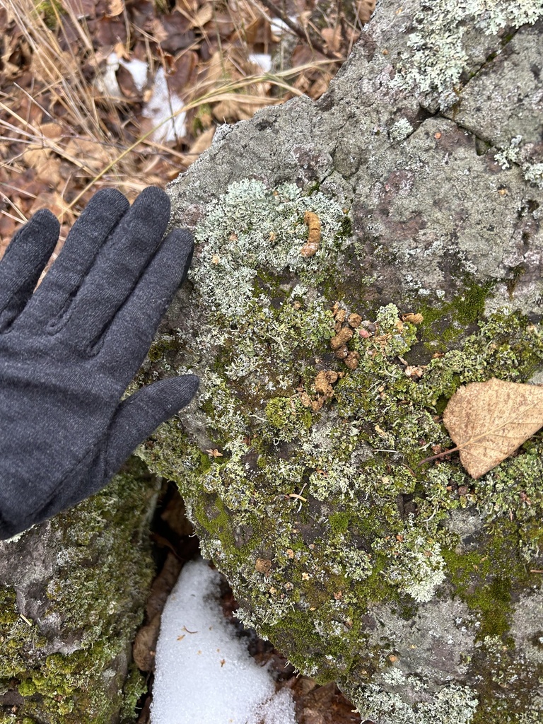 Ruffed Grouse from Silver Bay, MN, US on November 5, 2023 at 11:08 AM ...