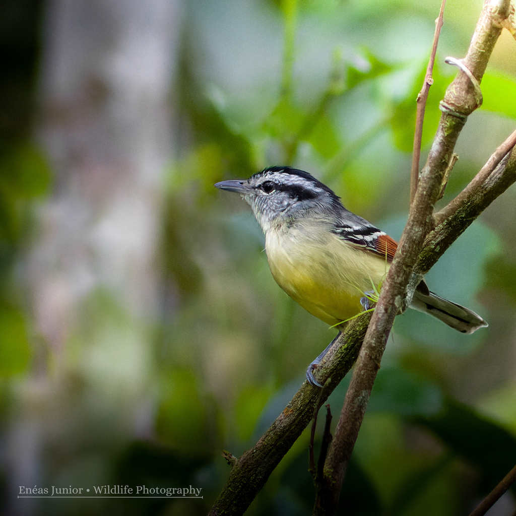 Rufous-margined Antwren from Praia de Itaguaré, Bertioga - SP, 11250 ...