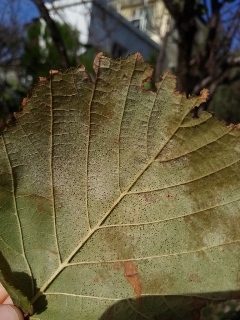 Phyllactinia guttata from Gelendzhik gorsovet, RU-KD, RU on November 5 ...