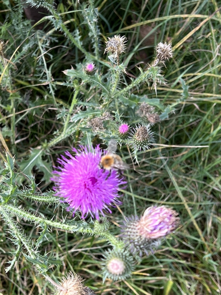 Broad-winged Thistle from Na Radouči, Mladá Boleslav, 20, CZ on ...