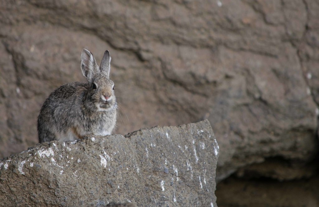 Mountain Cottontail from Fort Rock, Oregon on April 4, 2016 by Jon ...
