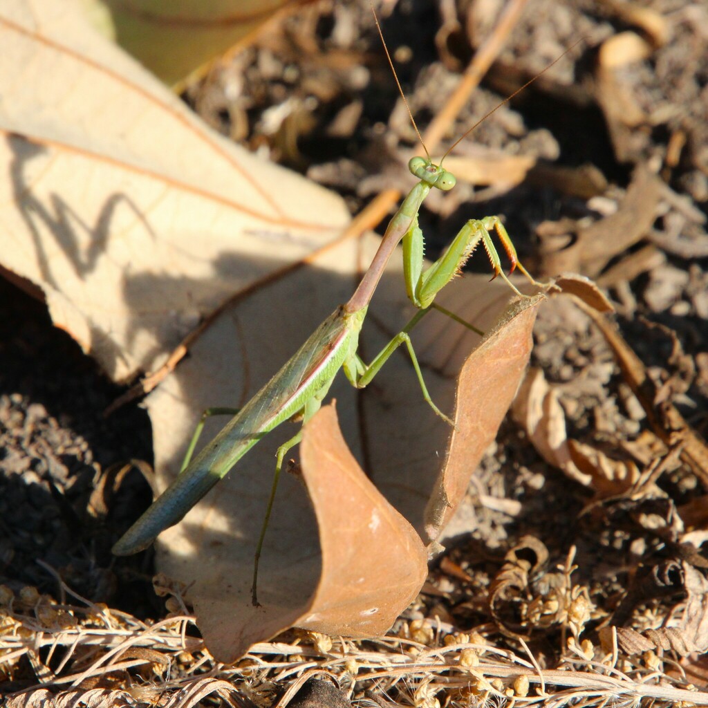 Arizona Mantis from Irvine, CA, USA on November 4, 2023 at 09:44 PM by ...