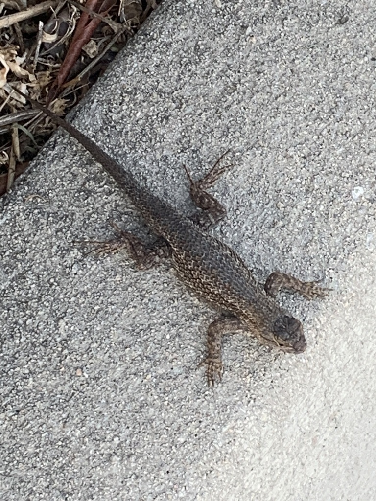 Western Fence Lizard from Sycamore Highlands Park, Riverside, CA, US on ...