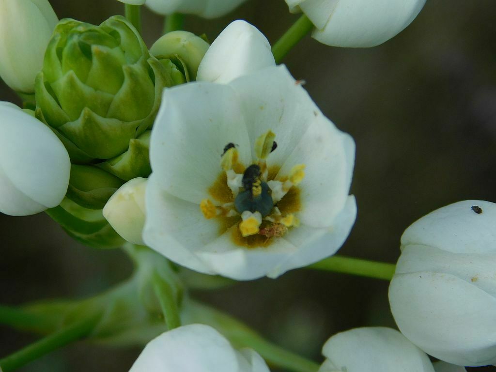 Chincherinchee from Sandpit Greyton, 7233, South Africa on November 5 ...