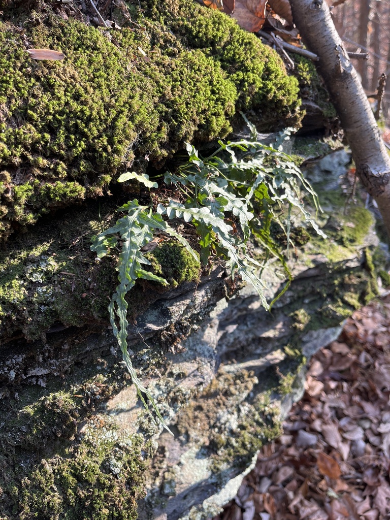 Scott's spleenwort from United States on November 5, 2023 at 02:34 PM ...