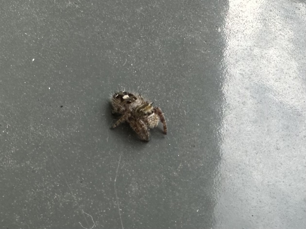 Bold Jumping Spider from W Kodiak Dr, Meridian, ID, US on November 5 ...