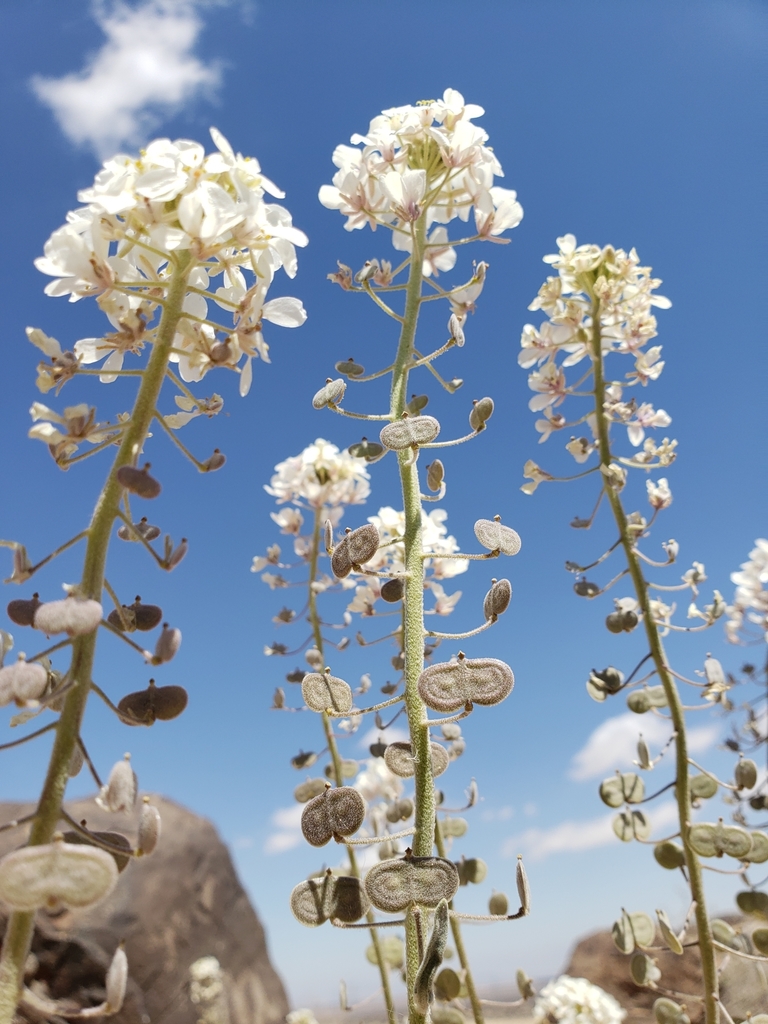 mustard family (Brassicaceae) - Botanical Realm