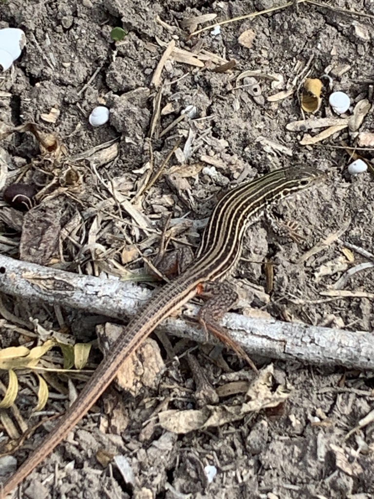 Common Spotted Whiptail from A Trail, San Juan, TX, US on November 5 ...