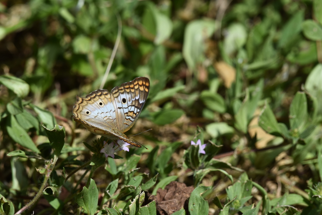 White Peacock from Wellington Environmental Preserve, Wellington, FL ...