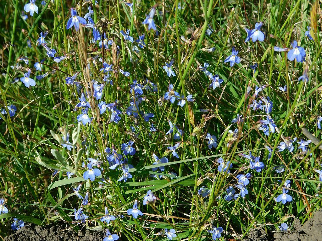Garden Lobelia from Sandpit Greyton, 7233, South Africa on November 5 ...