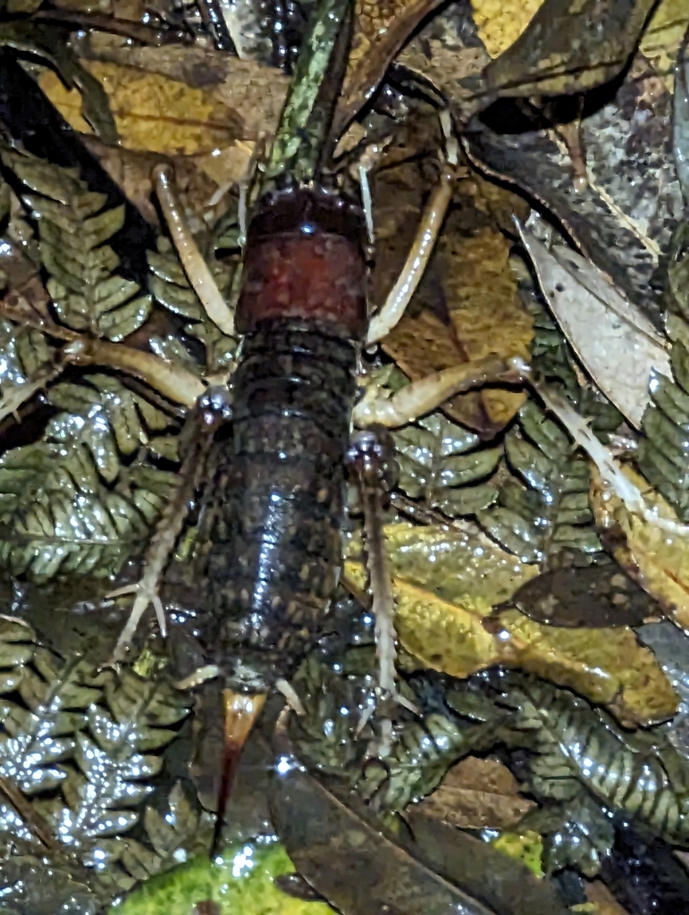 Giant King Cricket from Natural Bridge QLD 4211, Australia on November ...