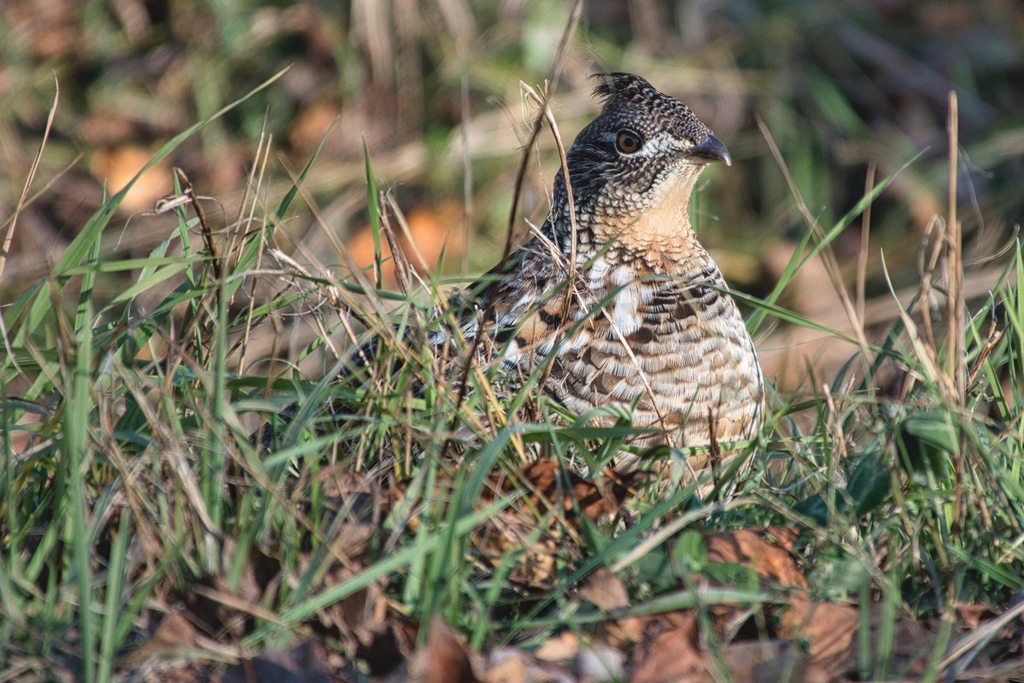 Ruffed Grouse from Cook County, MN, USA on November 3, 2023 at 03:36 PM ...