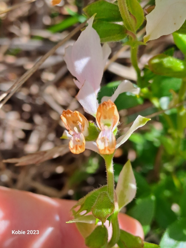 Whiteflag Sagebush from Umjindi, South Africa on November 5, 2023 at 10 ...