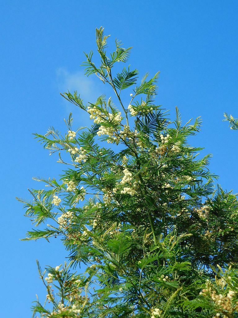 black wattle from Sandpit Greyton, 7233, South Africa on November 5 ...