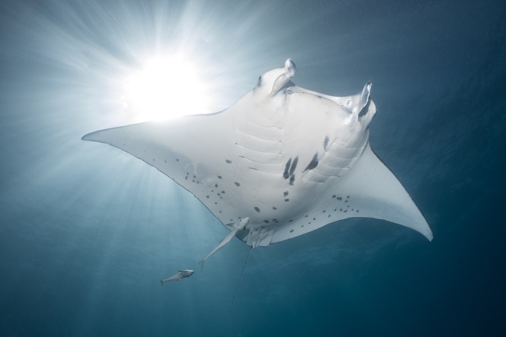 Reef Manta Ray in May 2021 by Etienne Guitton · iNaturalist
