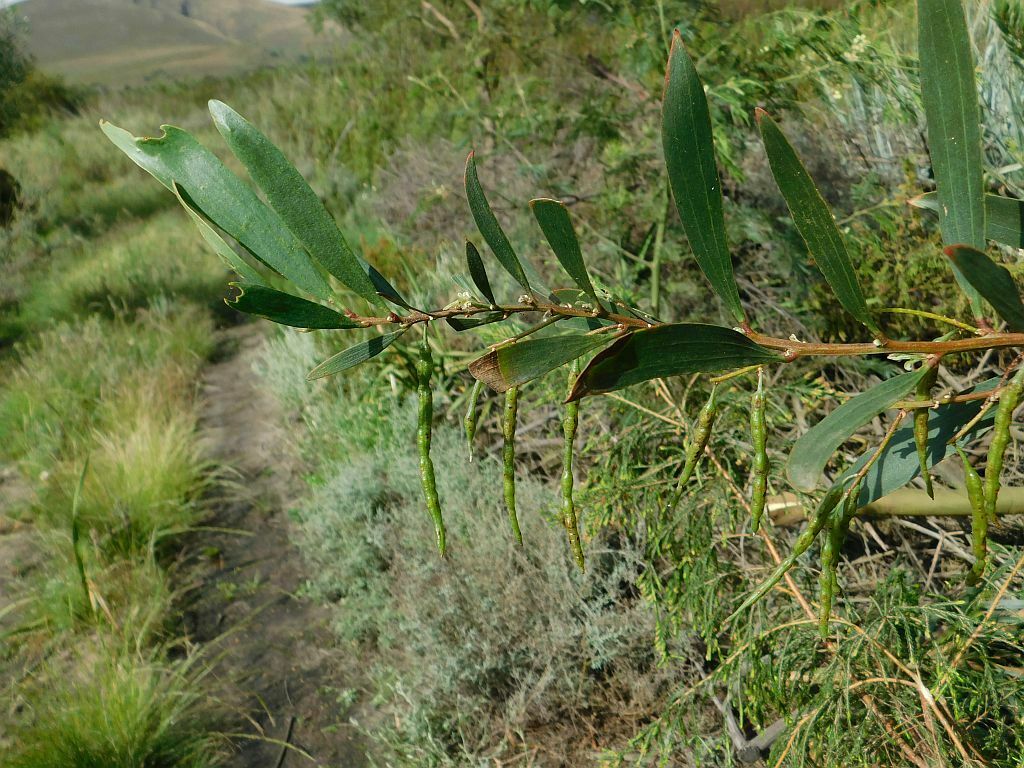 Longleaf Wattle from Greyton, 7233, South Africa on November 5, 2023 at ...