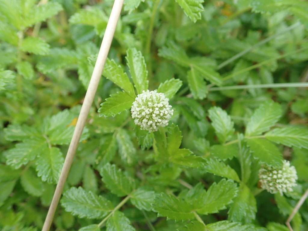 Biddy-biddy from Foxton Beach, New Zealand on November 05, 2023 at 06: ...