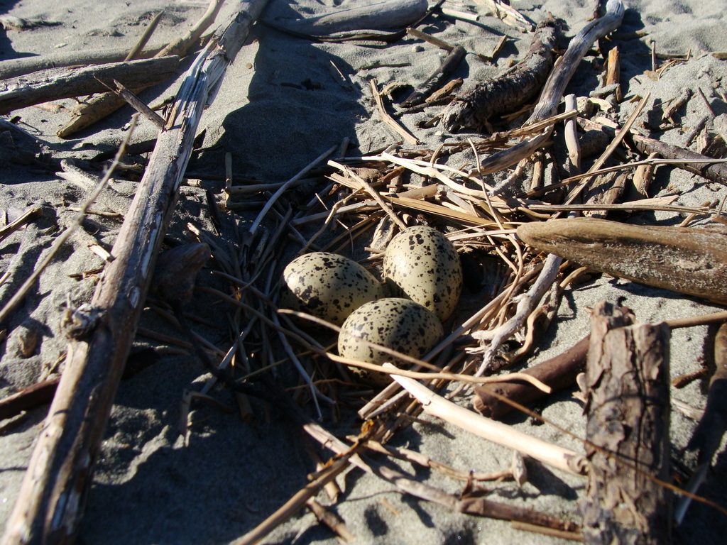 Northern New Zealand Dotterel from Ōtaki, New Zealand on October 23 ...