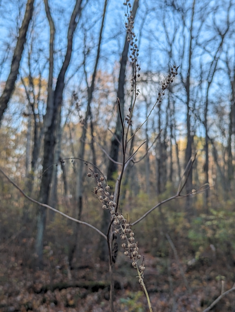 Sweet Pepperbush from Chatham, NJ 07928, USA on November 5, 2023 at 03: ...