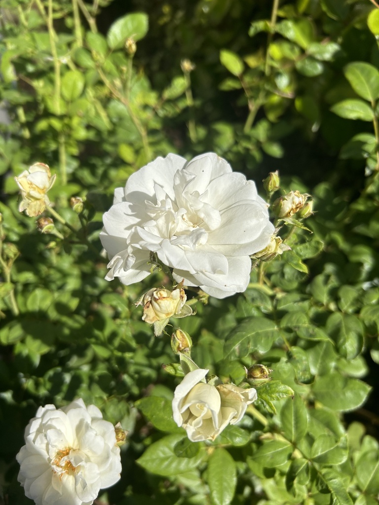 Lady Banks' Rose from Cold Creek St, Riverside, CA, US on November 5 ...