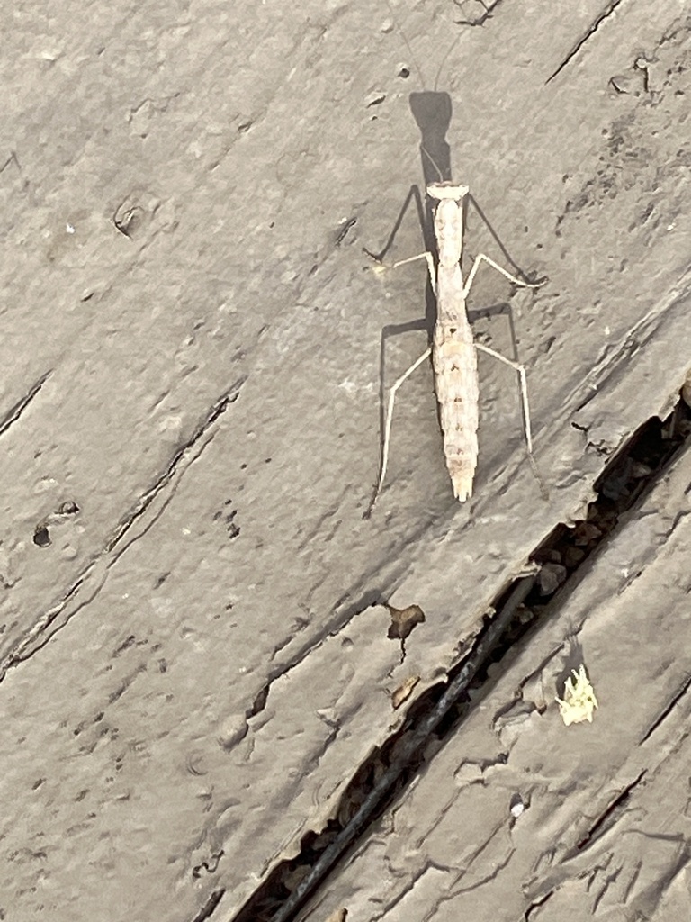 Agile Ground Mantis from RM-1320, Johnson City, TX, US on November 5 ...