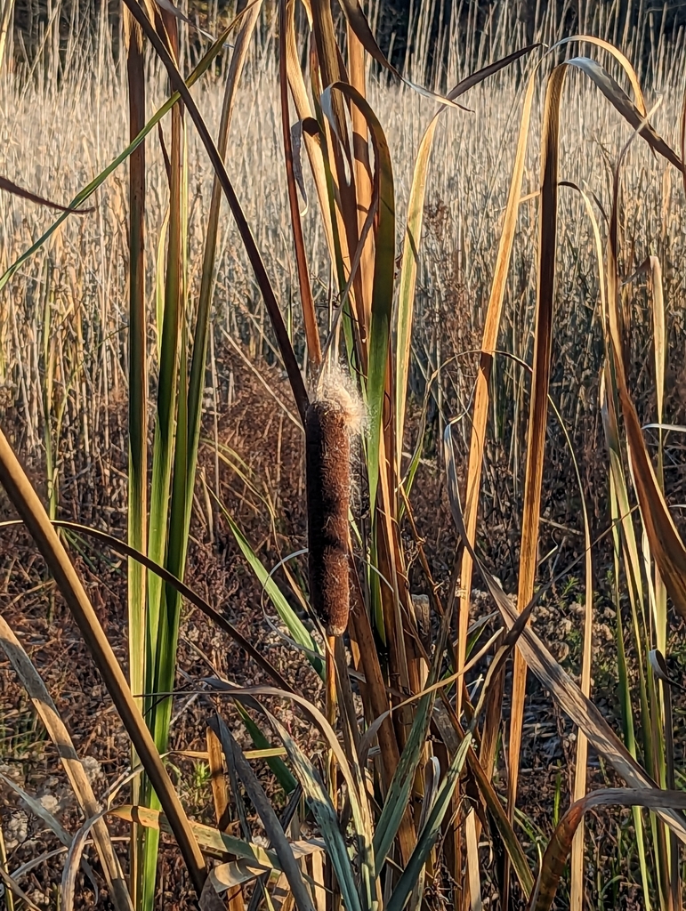 broadleaf cattail from Chatham, NJ 07928, USA on November 5, 2023 at 03 ...