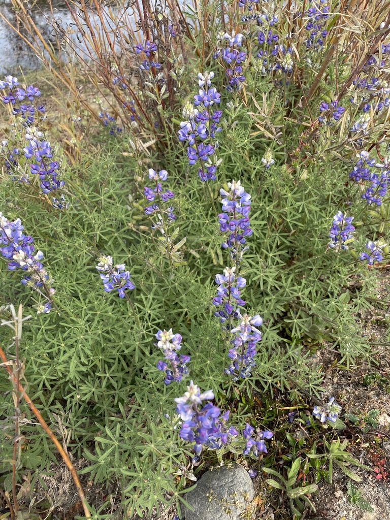 lupines from Lower Sunrise Recreational Area, Rancho Cordova, CA, US on ...