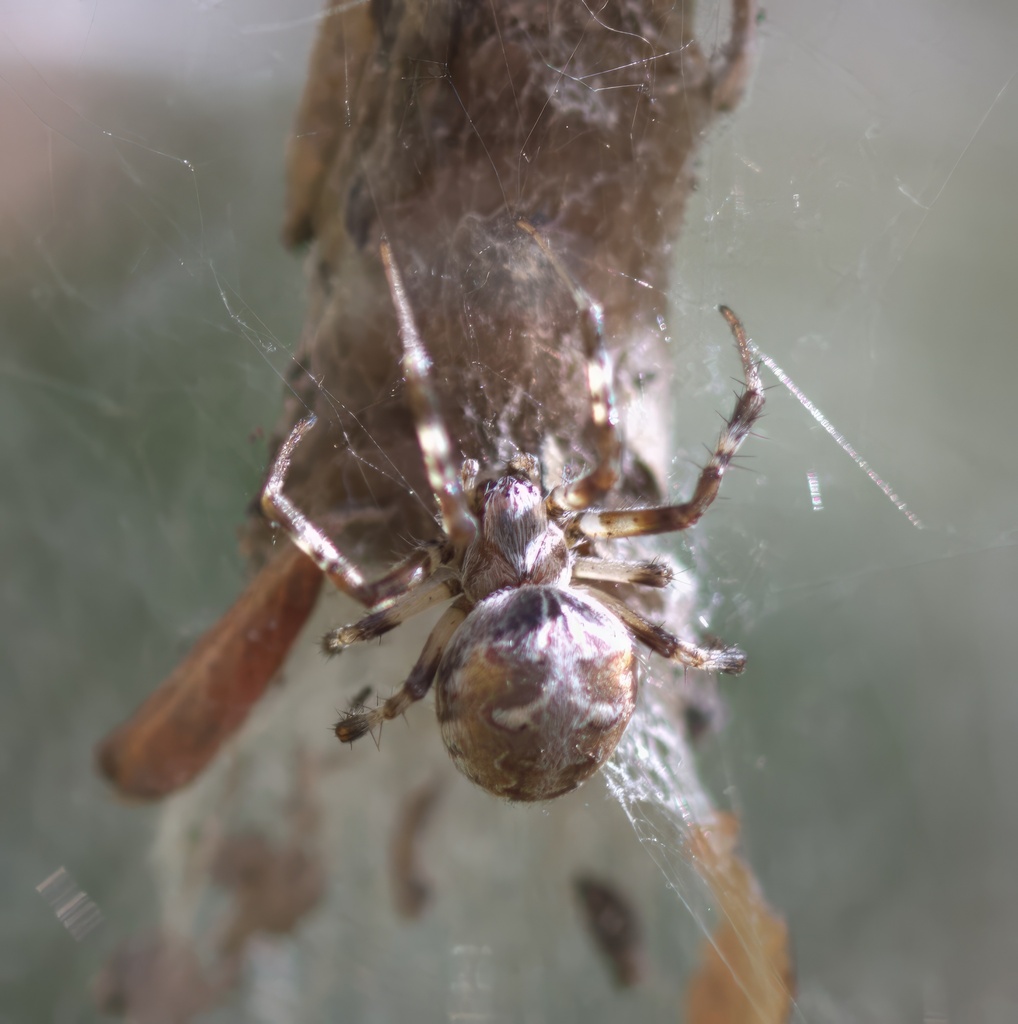 Labyrinth Orbweaver from Santa Barbara County, CA, USA on October 30 ...
