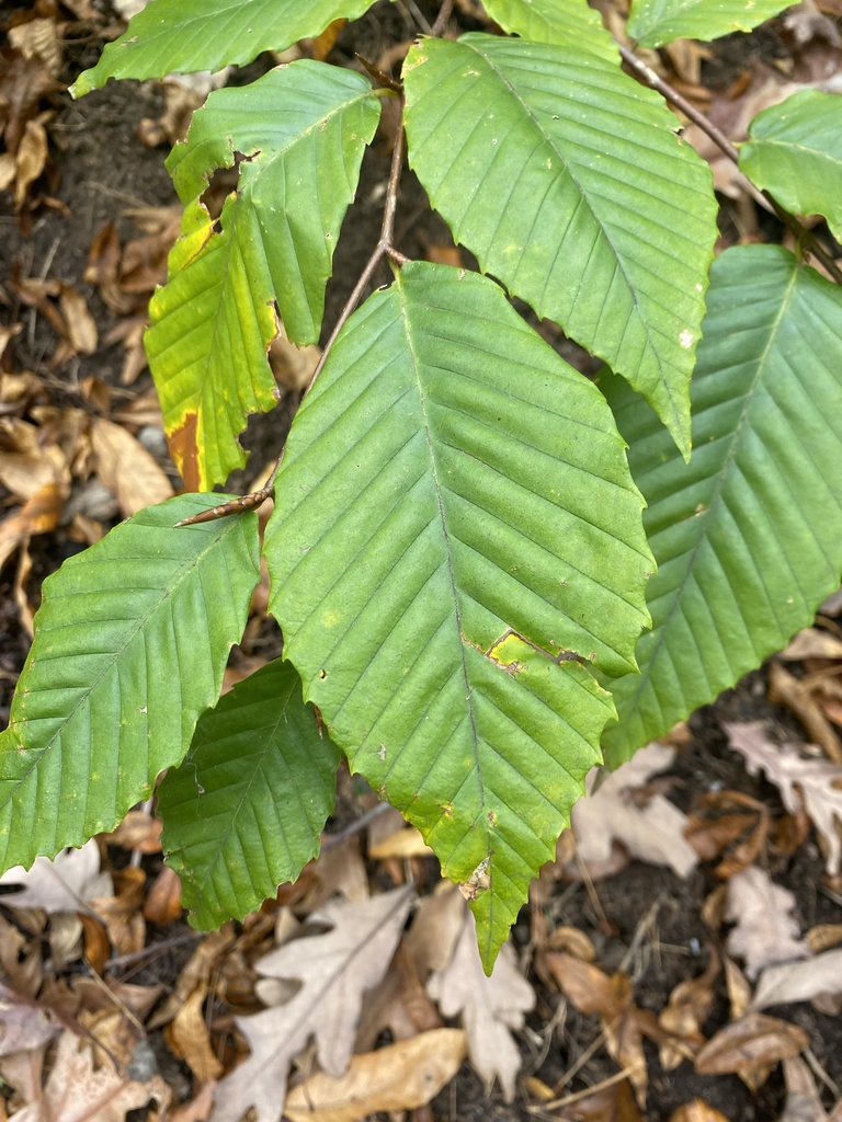 American beech from Milton, MA, USA on November 4, 2023 at 02:23 PM by ...