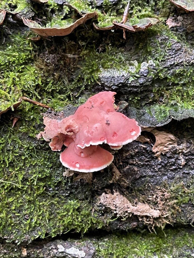 Coral-pink Merulius from Hueston Woods State Park, College Corner, OH ...