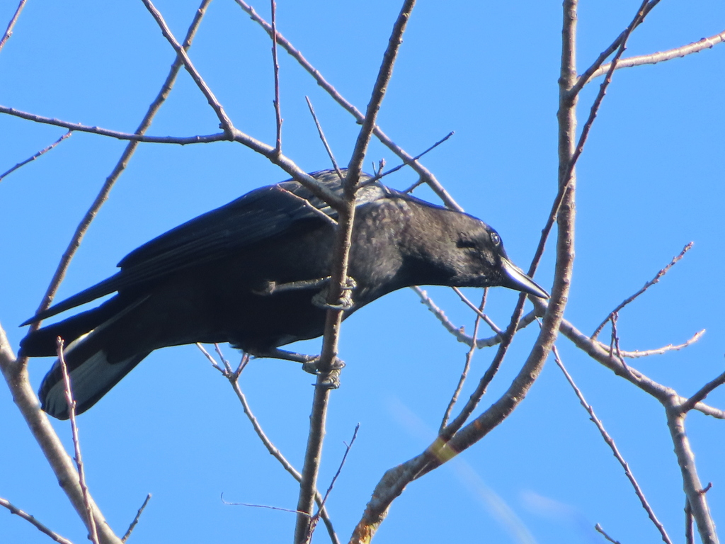 American Crow from Arden-On-The-Severn, MD, USA on November 5, 2023 at ...