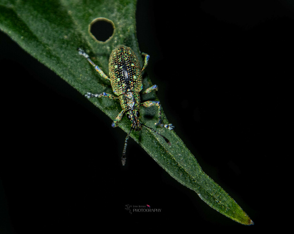 Exophthalmus jekelianus from 800 metros sur de la Entrada principal de ...