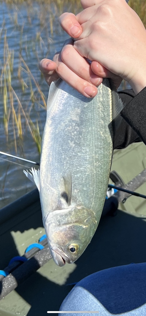 Bluefish from Pawleys Island, SC, US on November 5, 2023 at 04:31 PM by ...