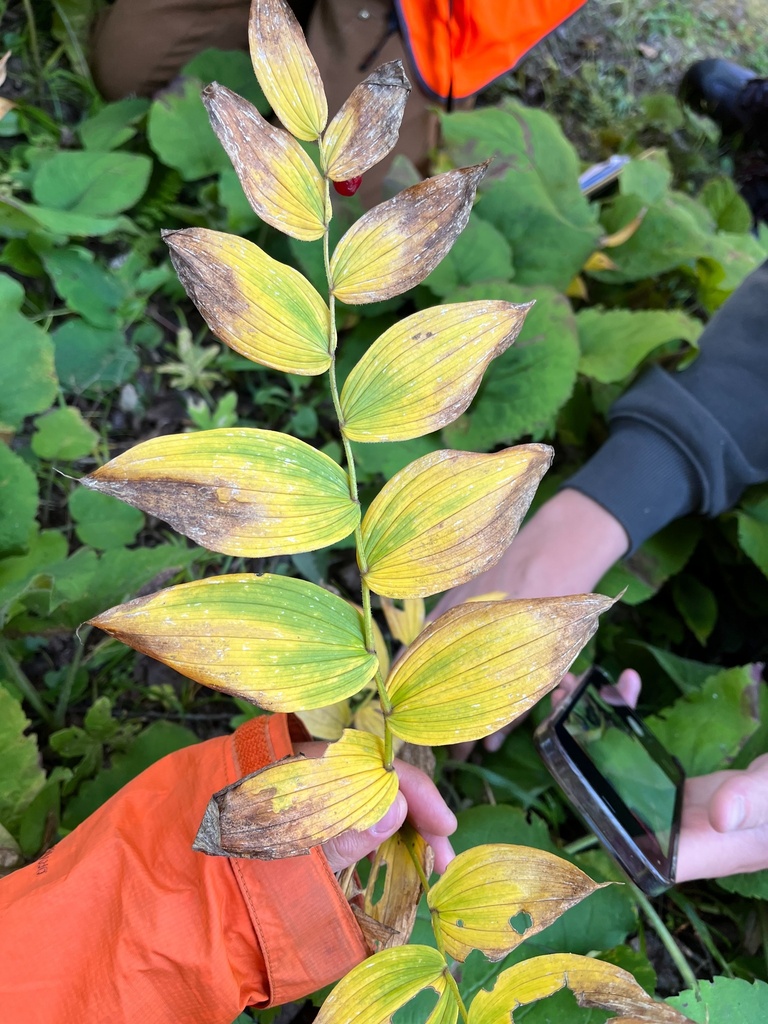 rose twisted-stalk from Rosslyn Road, Thunder Bay, ON, CA on August 30 ...