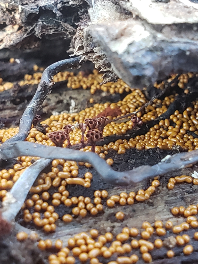 Wasp's Nest Slime Mold from Benton Township, OH, USA on November 5 ...