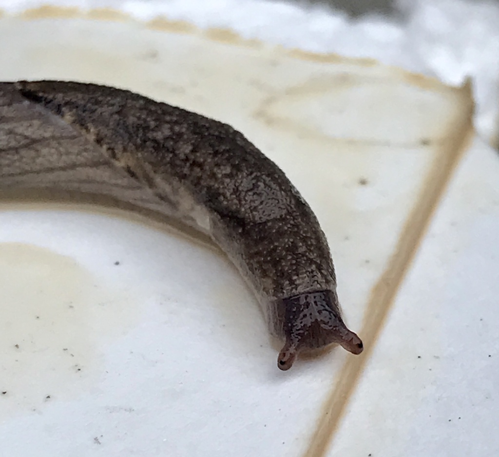 Reticulate Taildropper from Kings Rd, Brisbane, CA, US on November 5 ...