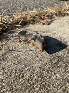 Northern Short-tailed Shrew from Farmville, VA 23901, USA on November 5 ...