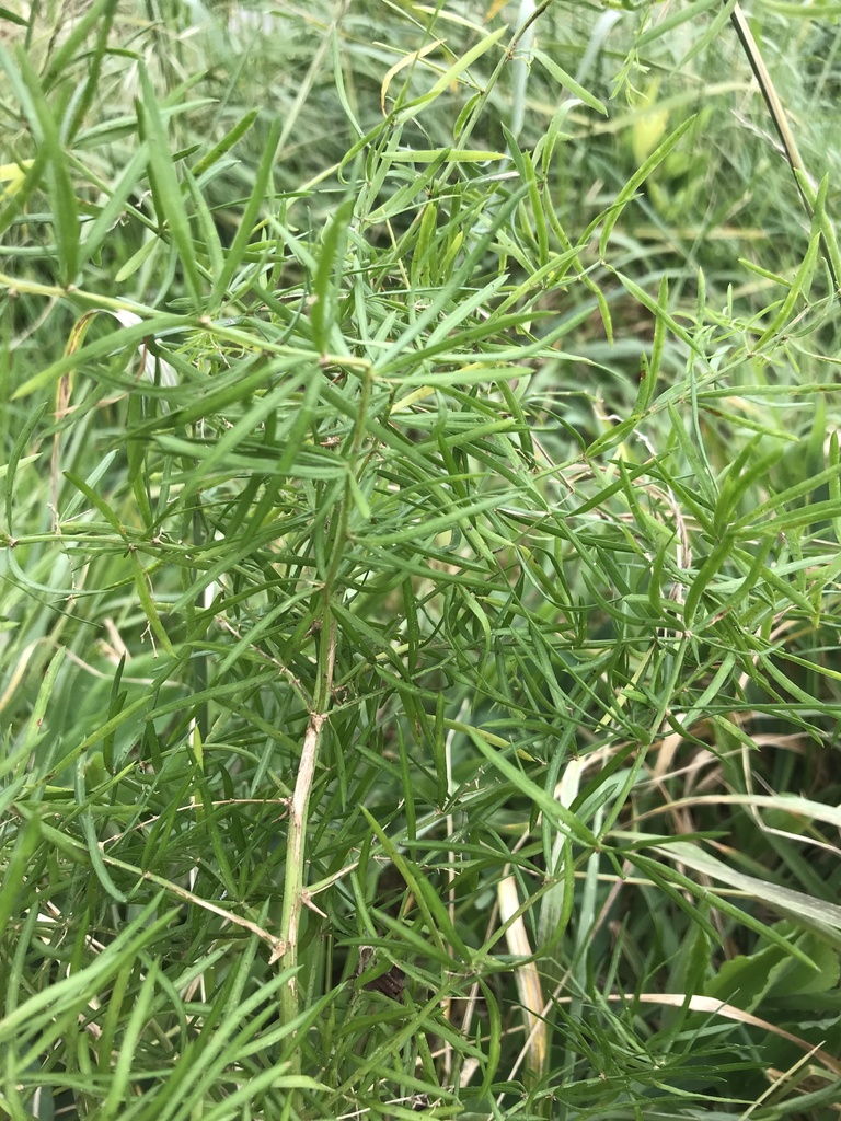 African Asparagus from Te Ika-a-Māui/North Island, Paraparaumu ...