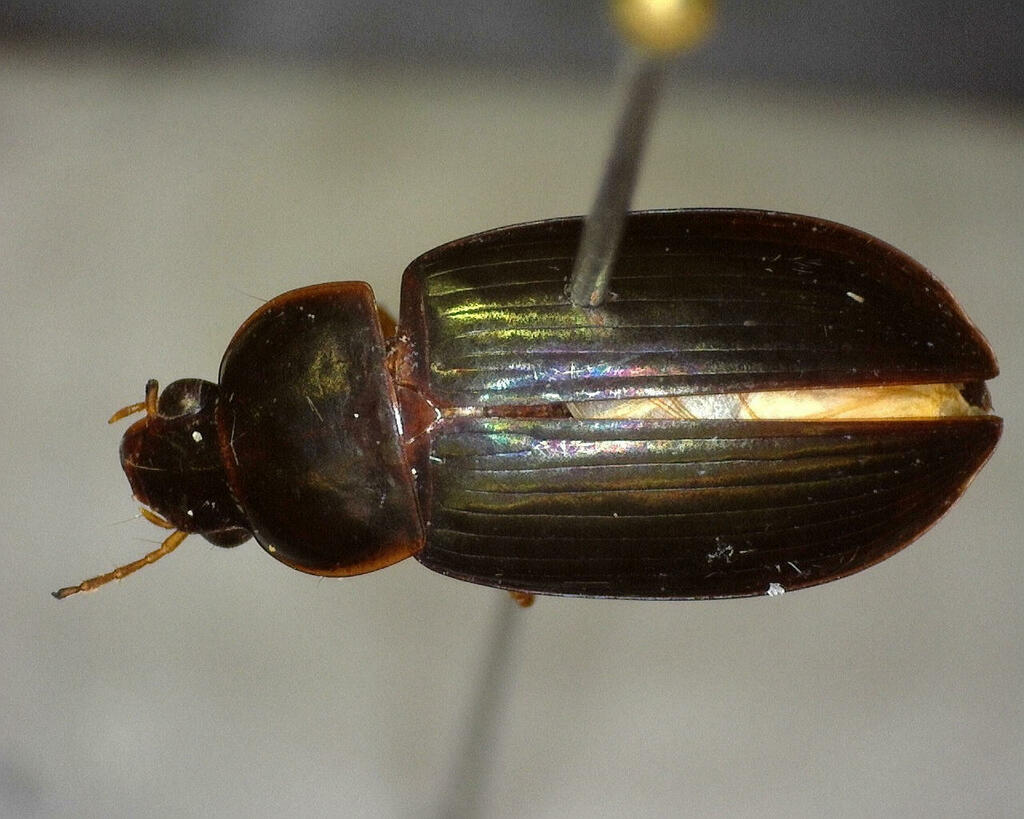 Notiobia terminata from Kimble County, TX, USA on April 18, 2023 at 04: ...